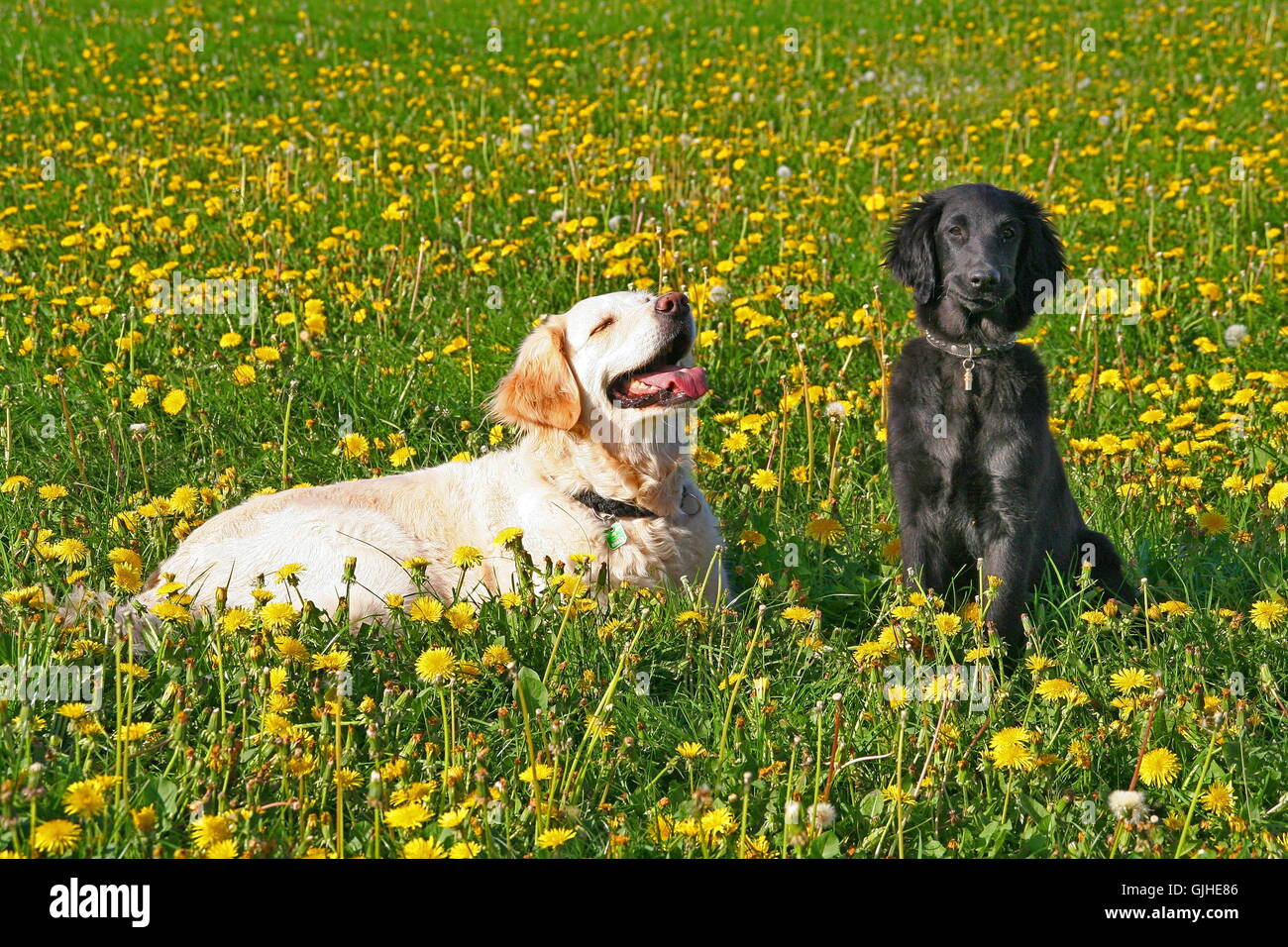 Fever animal hi-res stock photography and images - Alamy