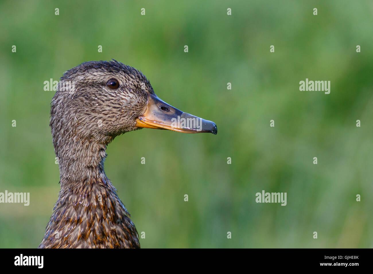 Mallard close hi-res stock photography and images - Alamy