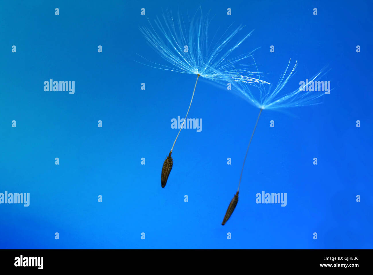 blue flight float Stock Photo - Alamy