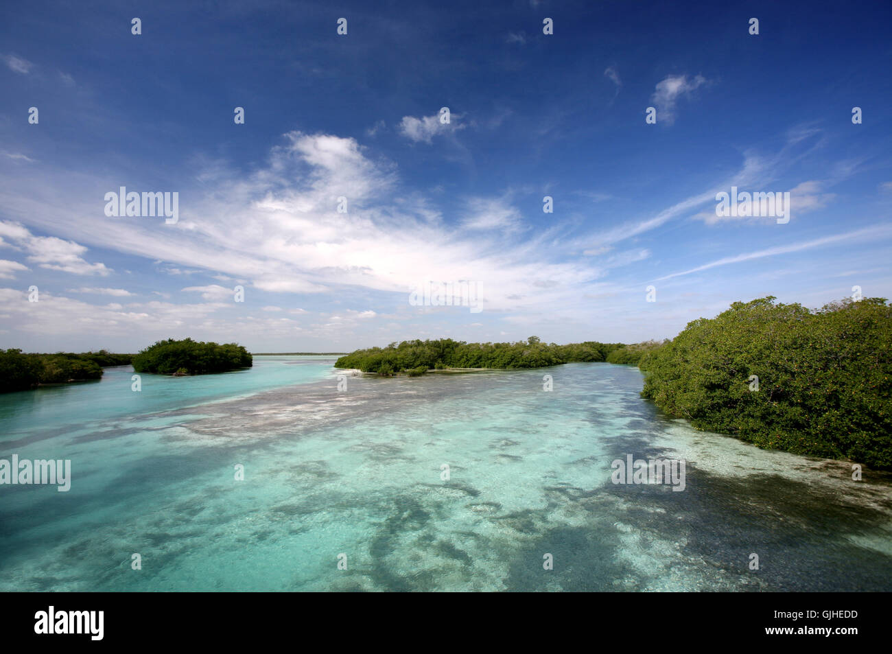 blue tree trees Stock Photo - Alamy