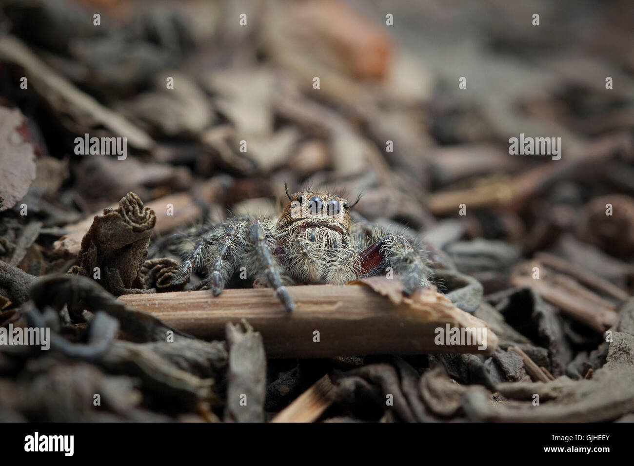 Java jumping spider hi-res stock photography and images - Alamy