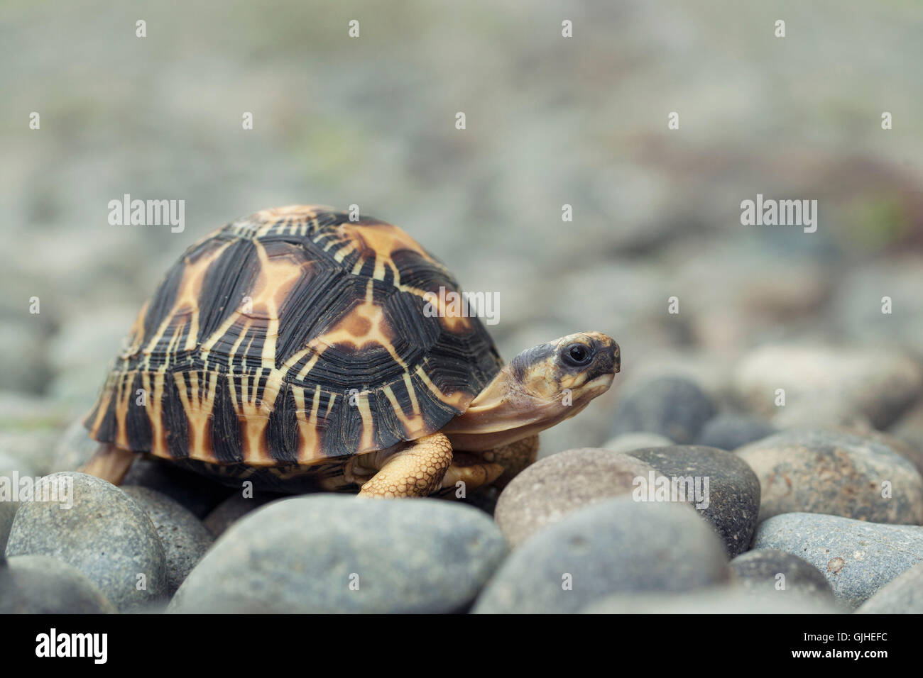 Turtle rocks hi-res stock photography and images - Alamy