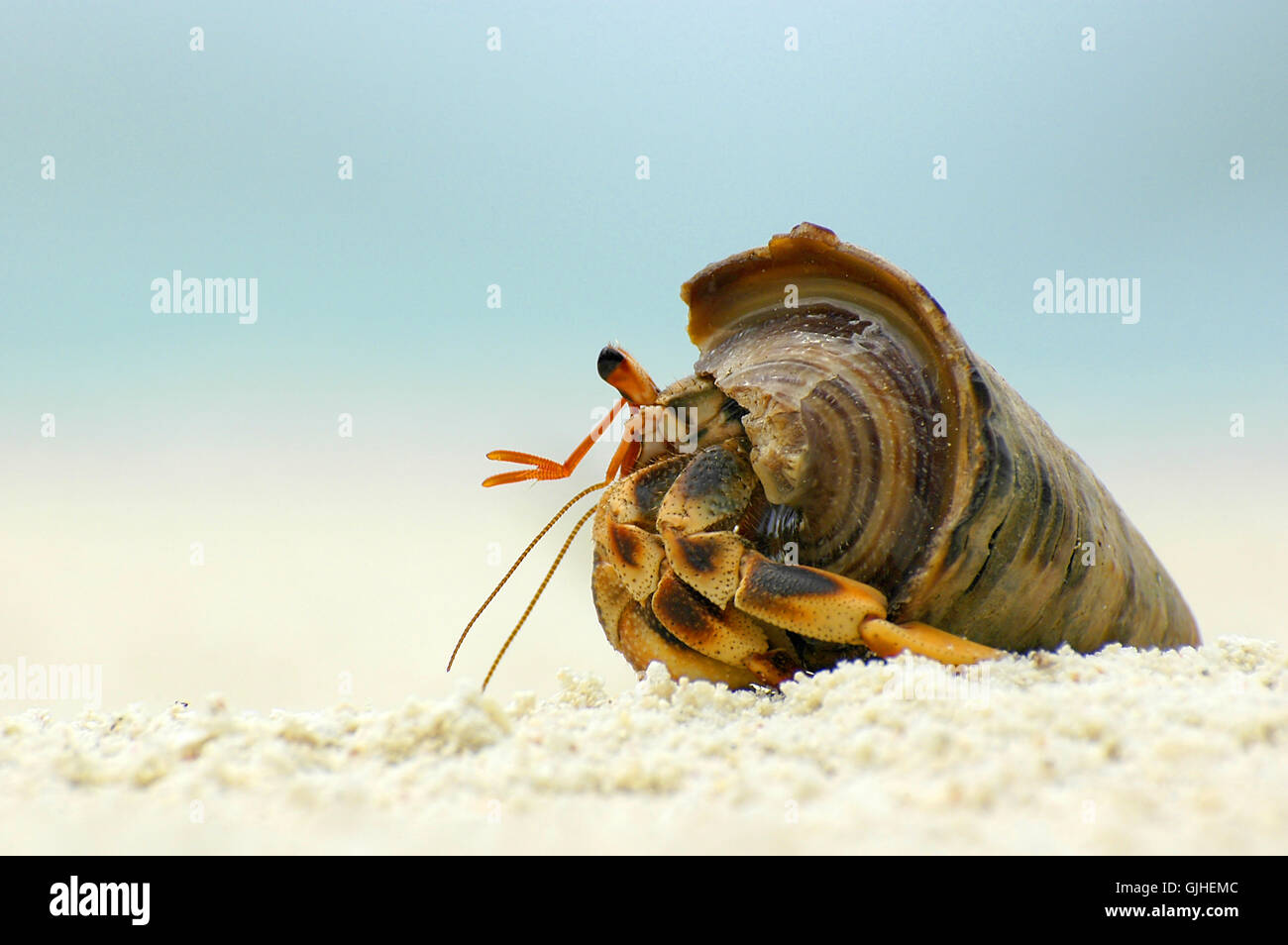 Hermit crab home hi-res stock photography and images - Alamy