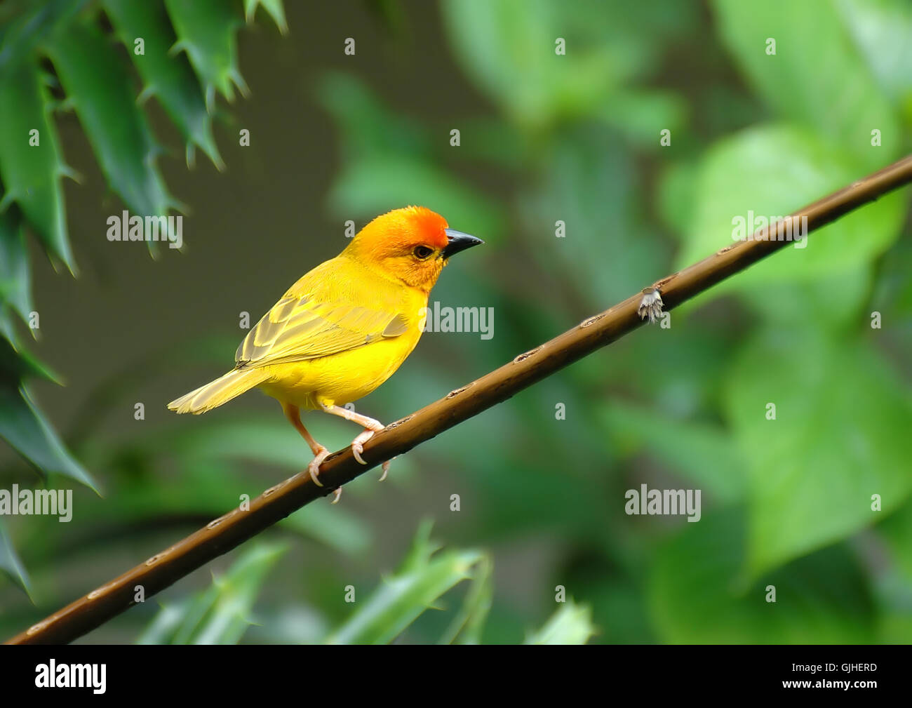 bird africa birds Stock Photo - Alamy