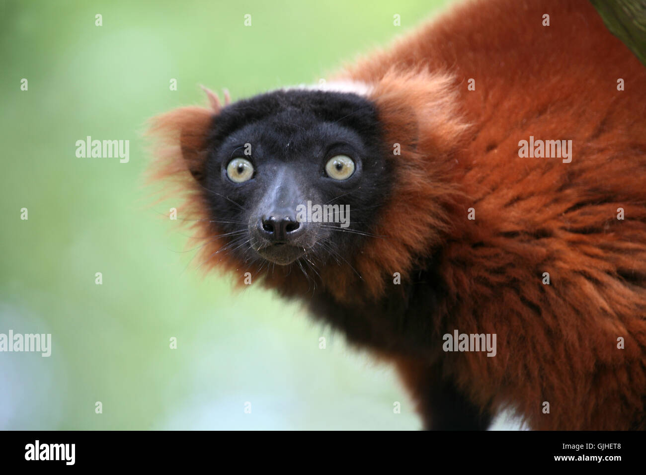 Red Ruffed Lemur High Resolution Stock Photography and Images - Alamy