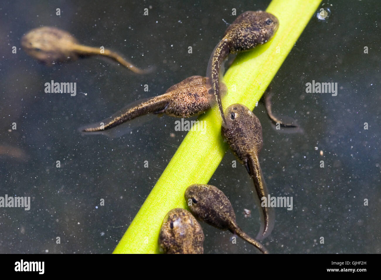 Tadpoles hi-res stock photography and images - Alamy