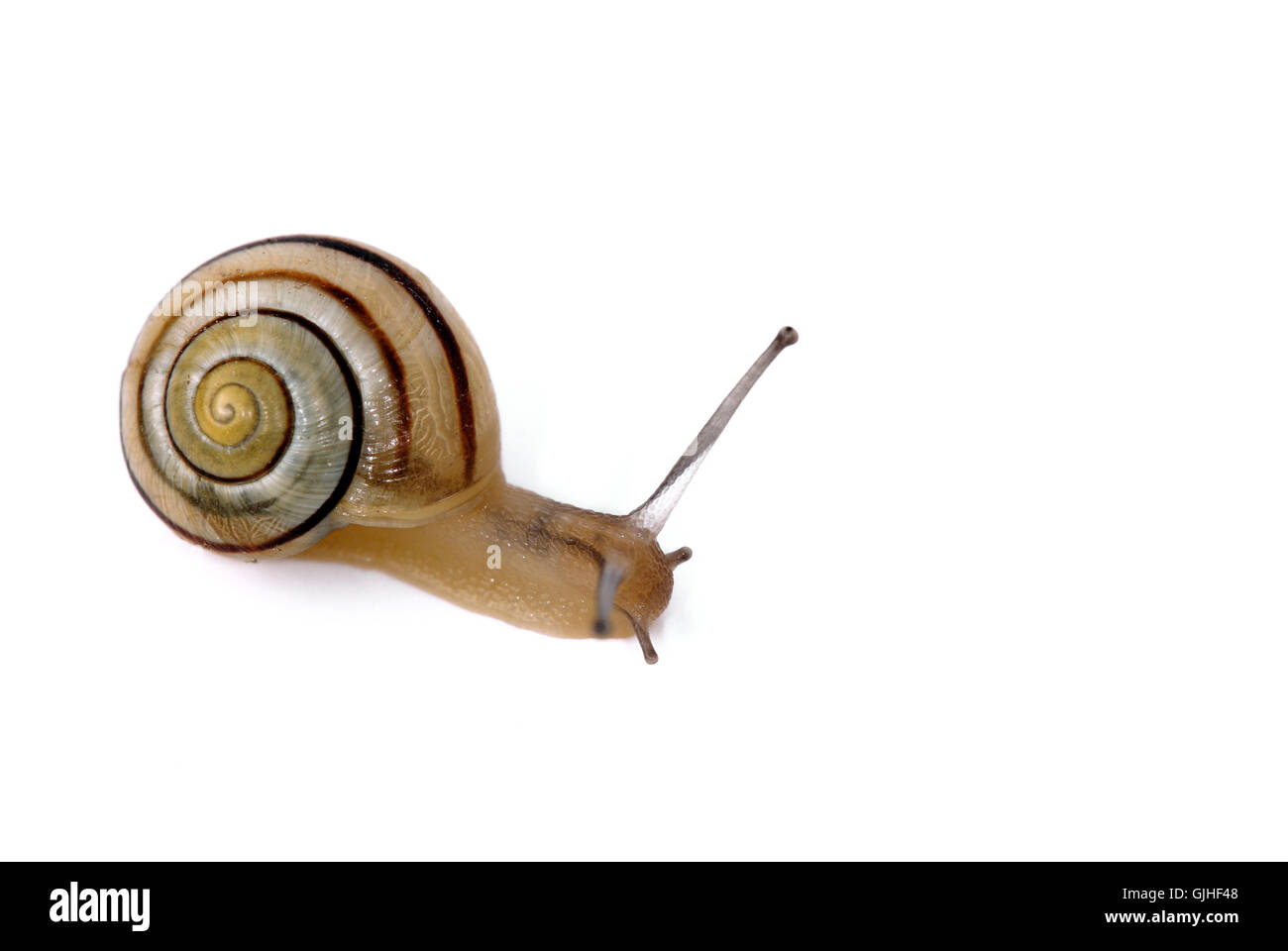 Slug head Cut Out Stock Images & Pictures - Alamy