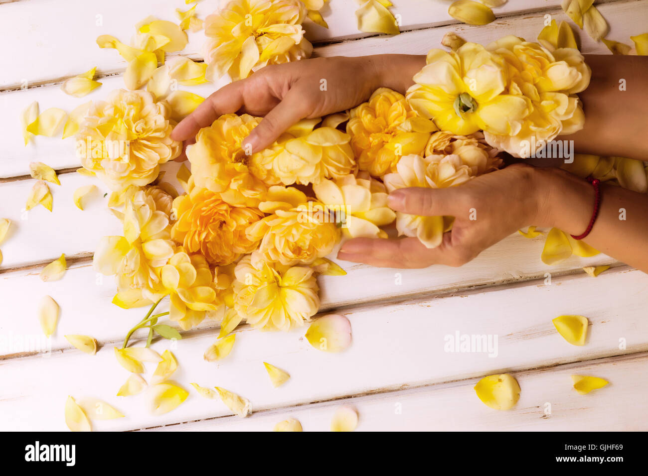 Woman's hands holding Yellow roses Stock Photo - Alamy