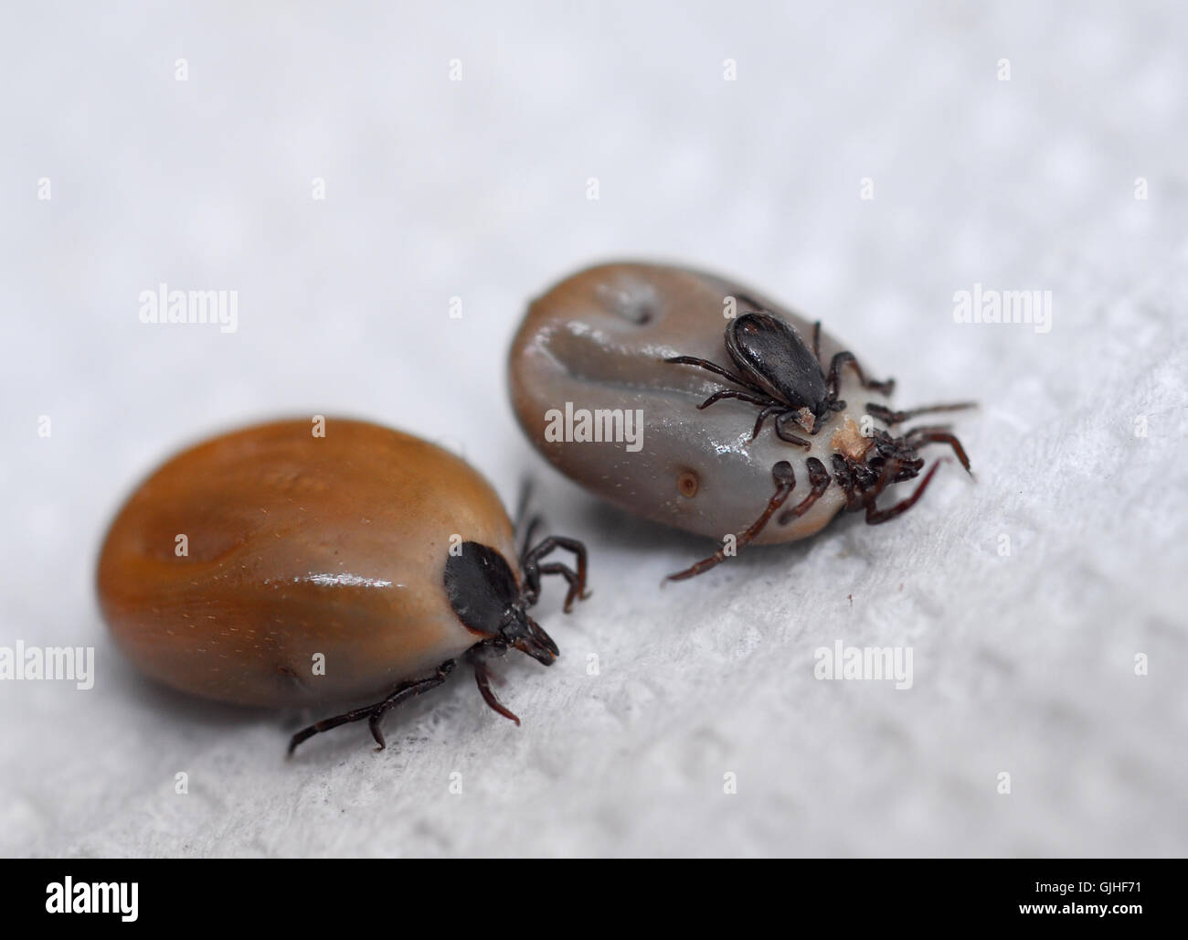 Three ticks hi-res stock photography and images - Alamy