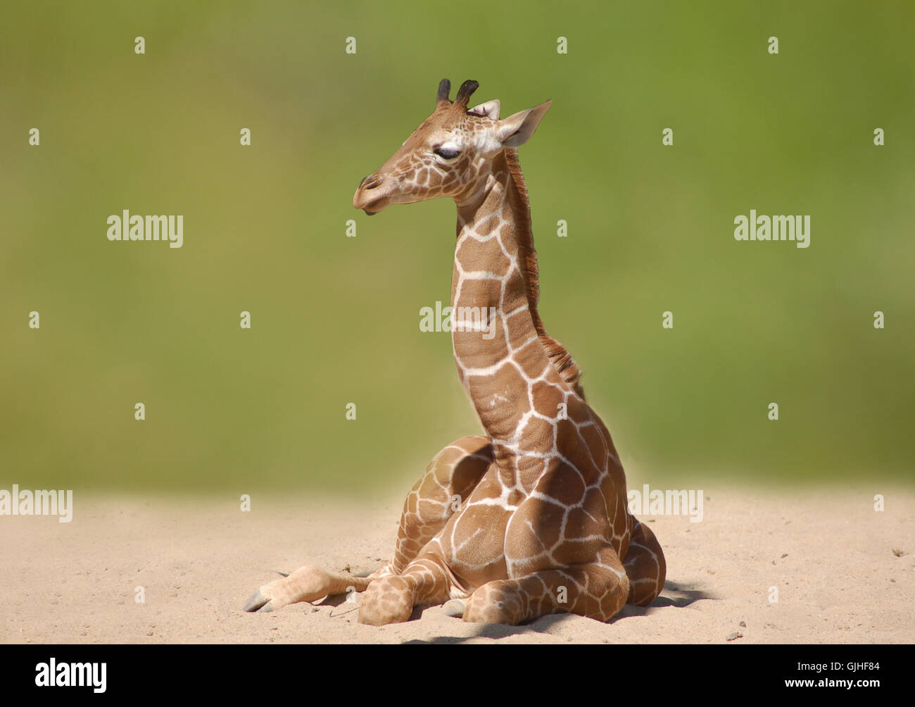 Babygiraffe hi-res stock photography and images - Alamy