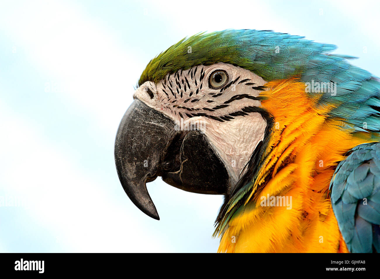 animal bird animals Stock Photo - Alamy