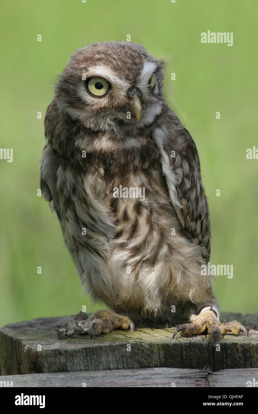 1 owl hi-res stock photography and images - Alamy
