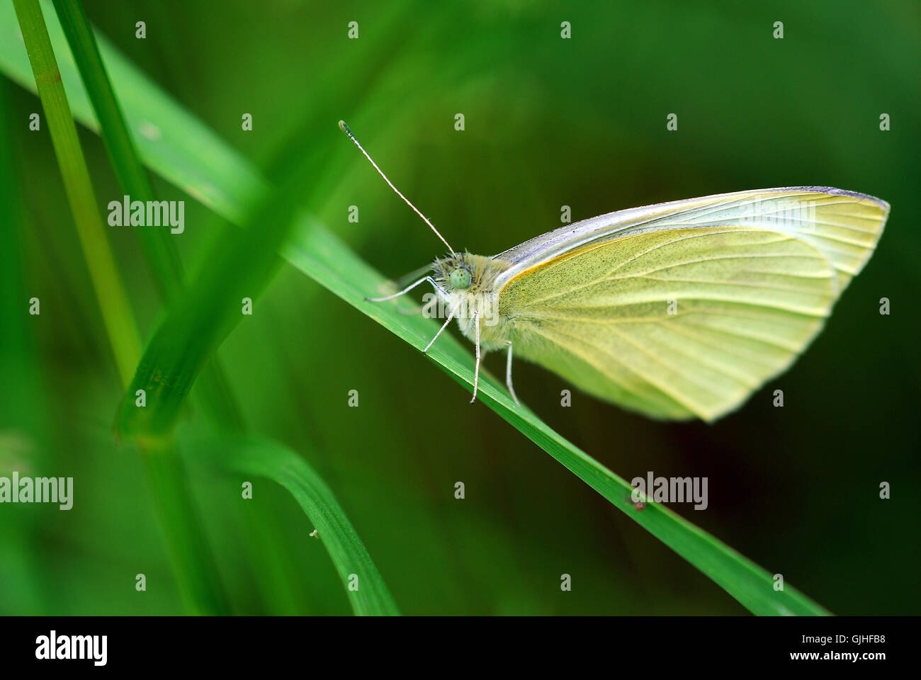 animal insect insects Stock Photo - Alamy