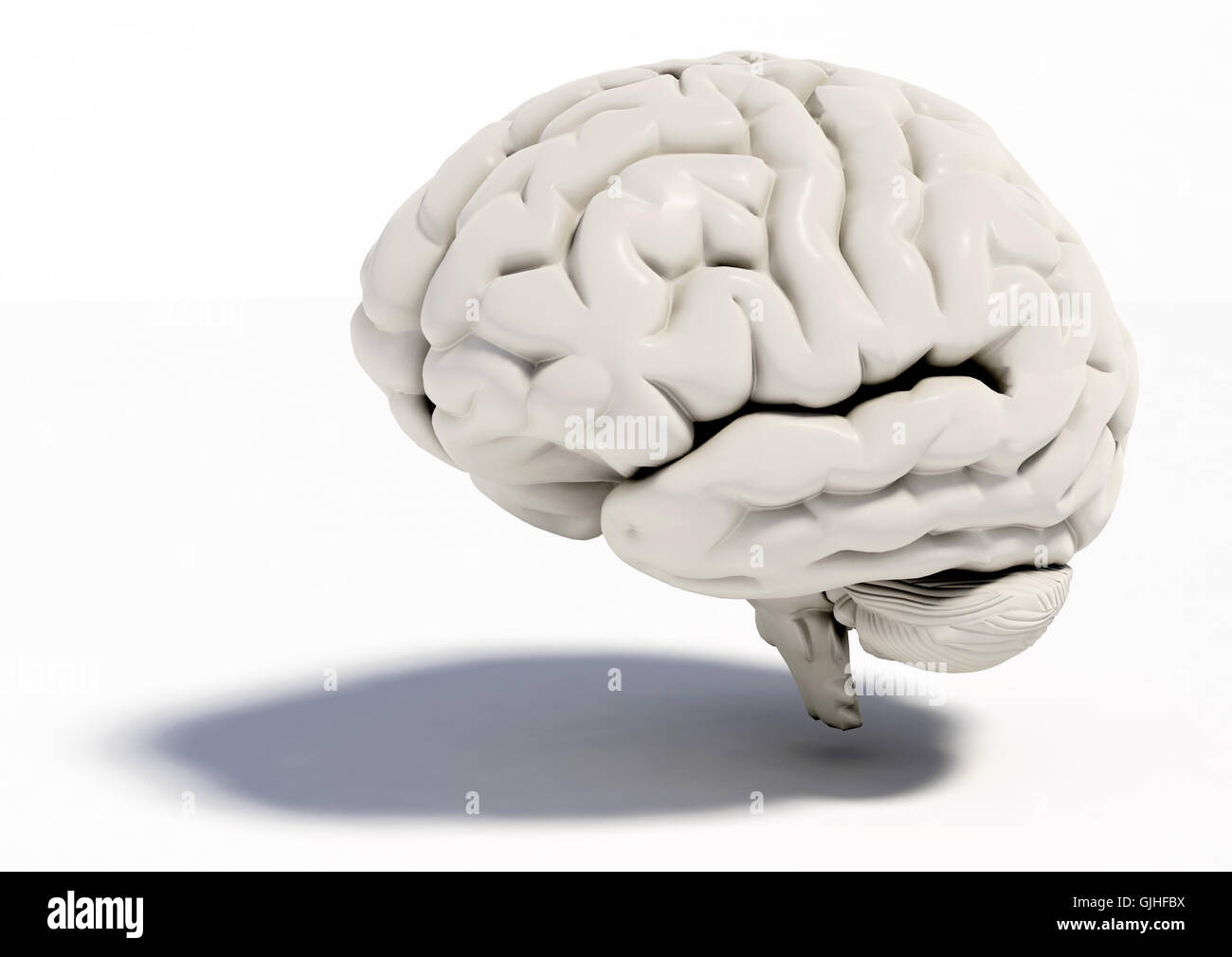 Human brain cells hi-res stock photography and images - Alamy