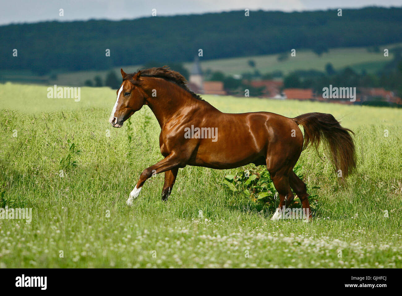 First view horse hi-res stock photography and images - Alamy