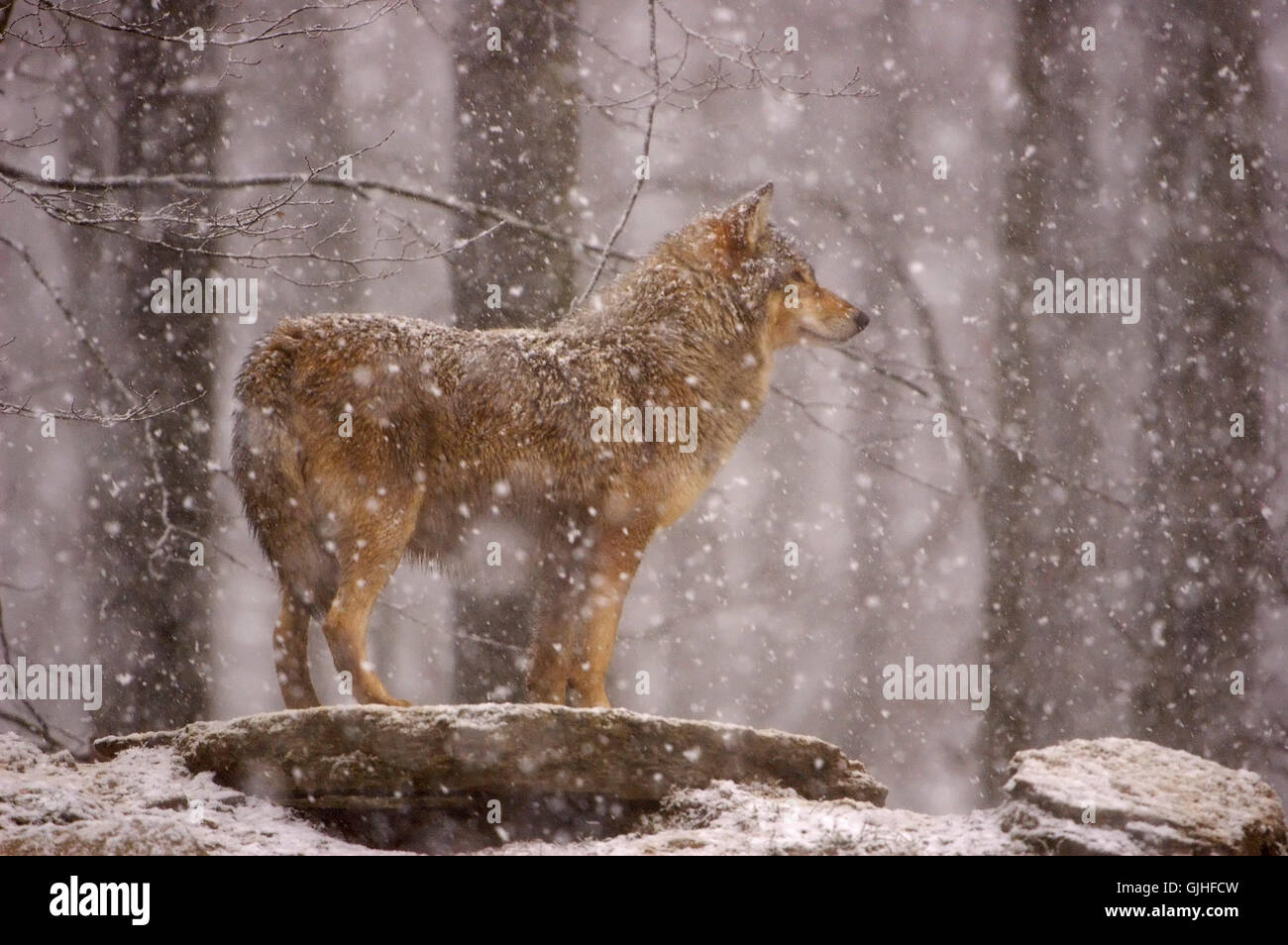 winter mammal cold Stock Photo - Alamy