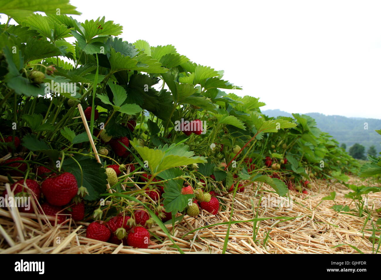 progenies fruits nuts Stock Photo - Alamy
