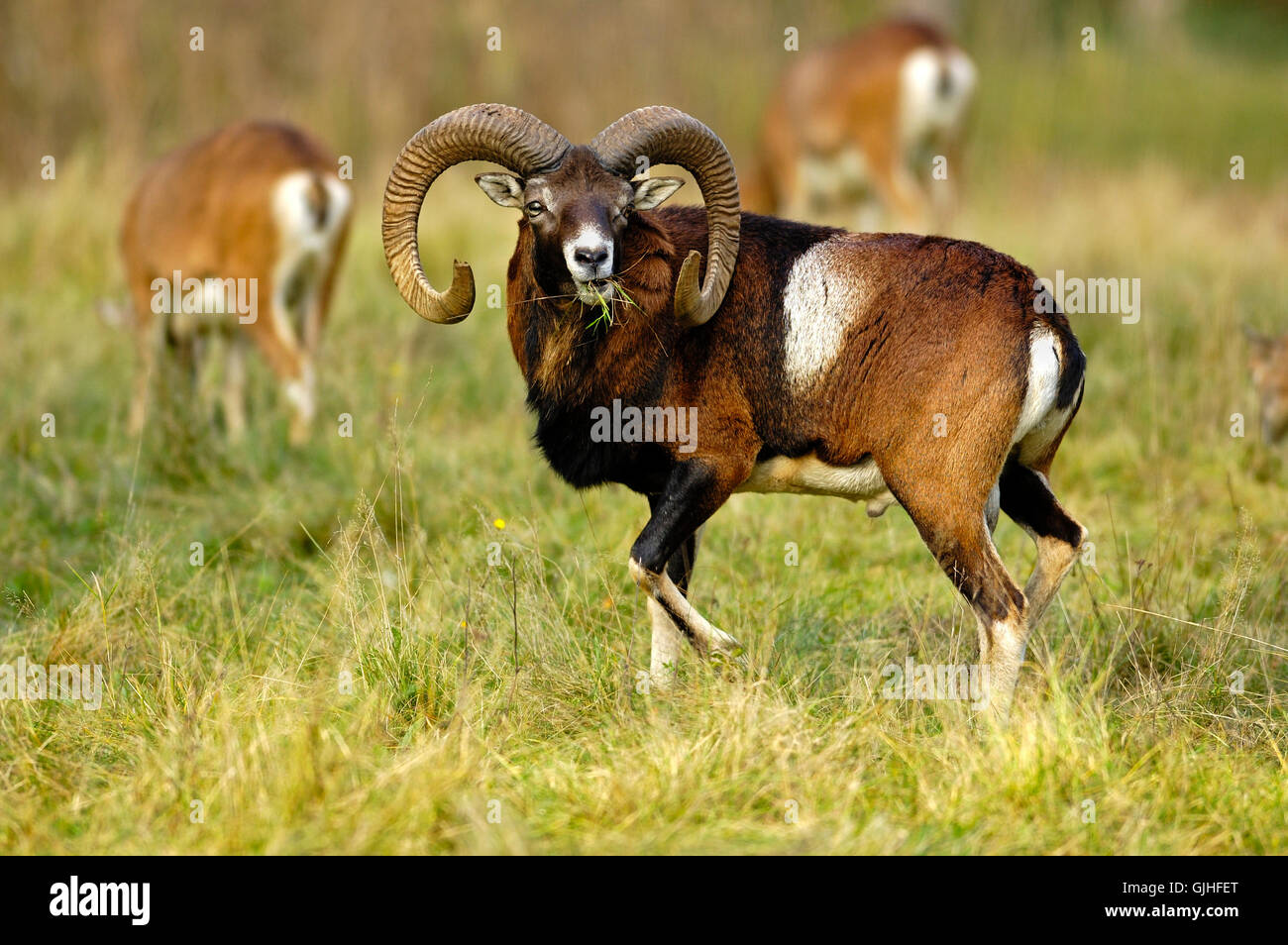 At mouflon hunting hi-res stock photography and images - Alamy