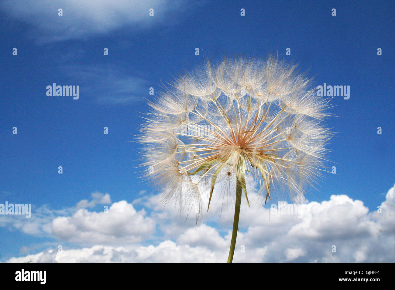 blue freedom liberty Stock Photo - Alamy