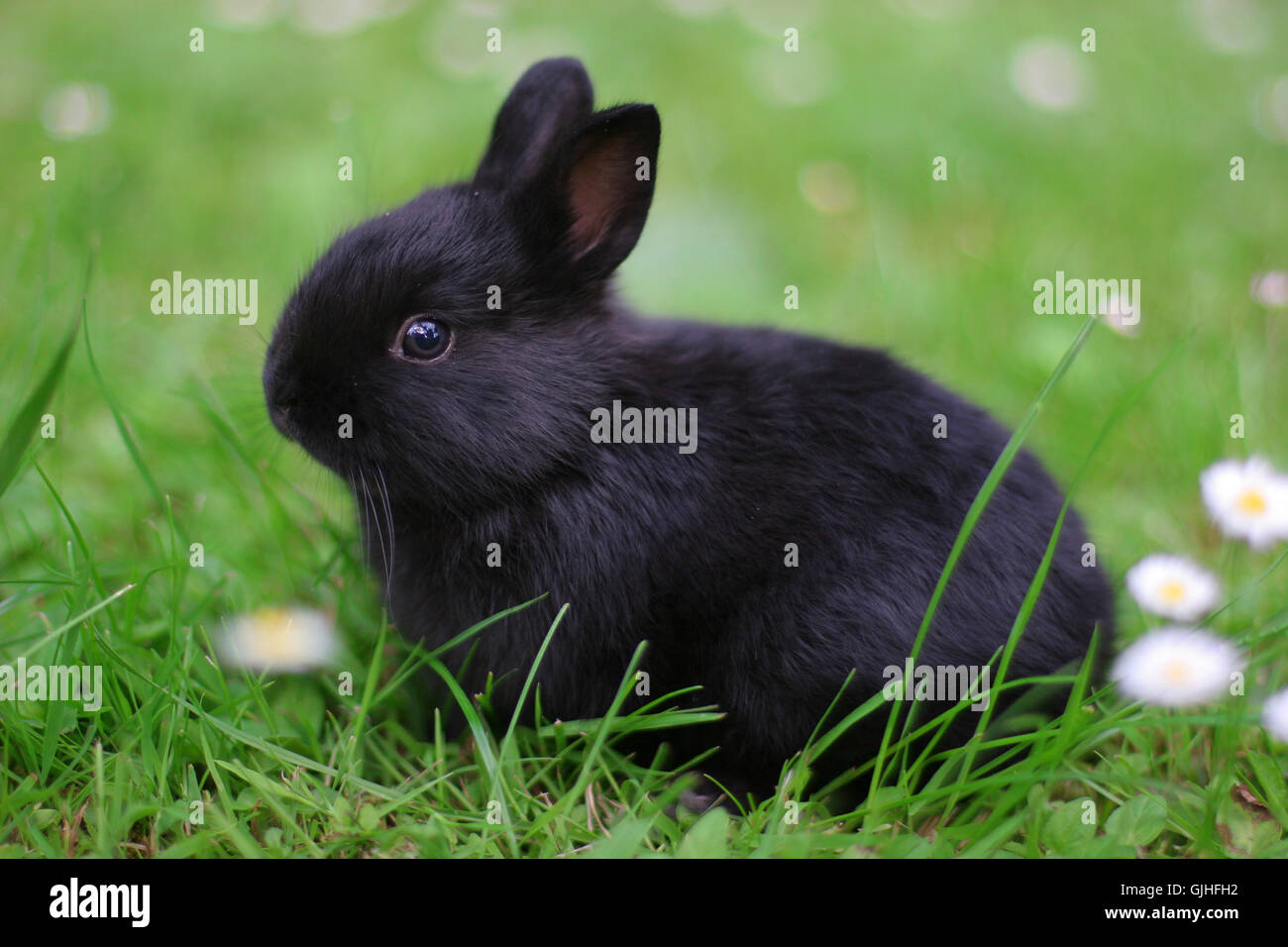 Blacky hi-res stock photography and images - Alamy