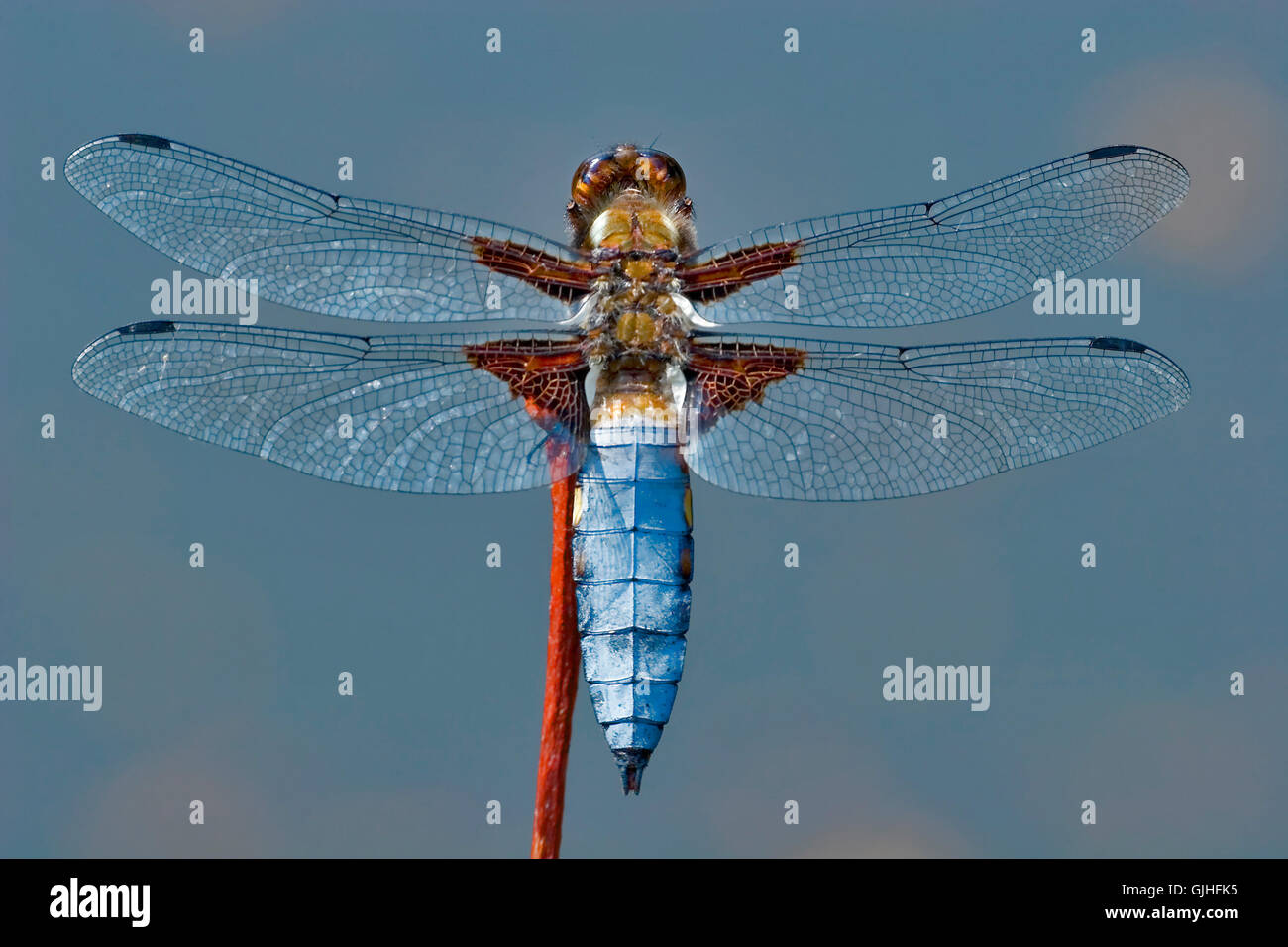 Beautiful_insect hi-res stock photography and images - Alamy