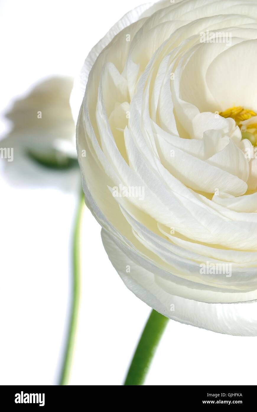 leaf flower plant Stock Photo - Alamy