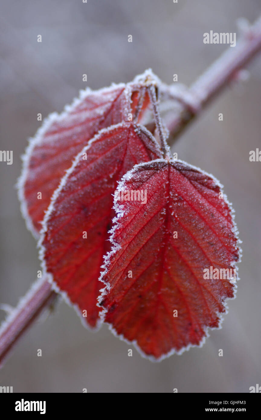 leaf winter cold Stock Photo - Alamy