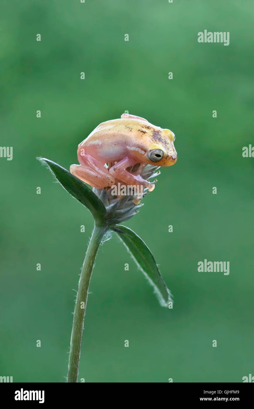 Philautus hi-res stock photography and images - Alamy
