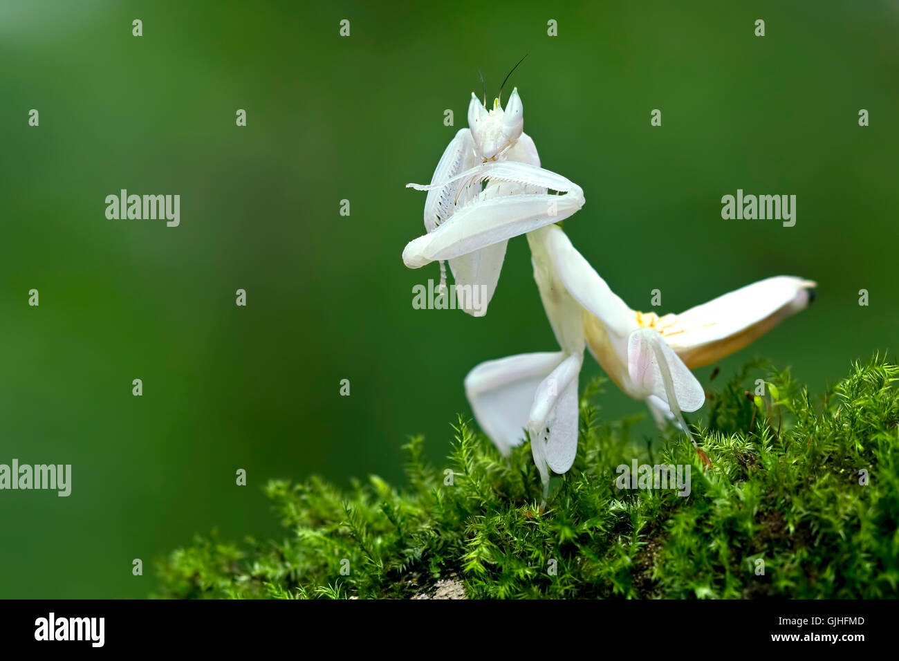 Close-up of mantis, Indonesia Stock Photo - Alamy