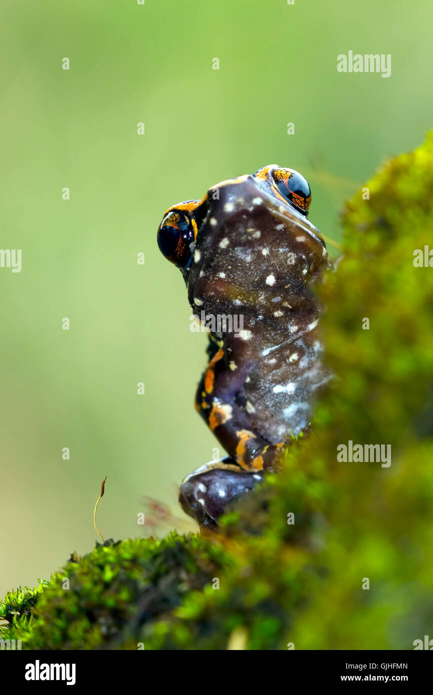 Frog sitting on rock, Indonesia Stock Photo - Alamy