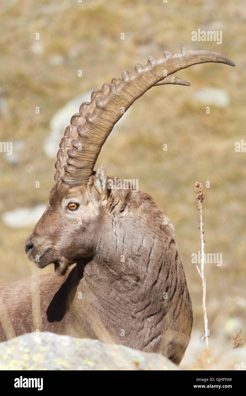 Alpine ibex ( Capra ibex ) old male portrait, from Italian Alps, Gran ...