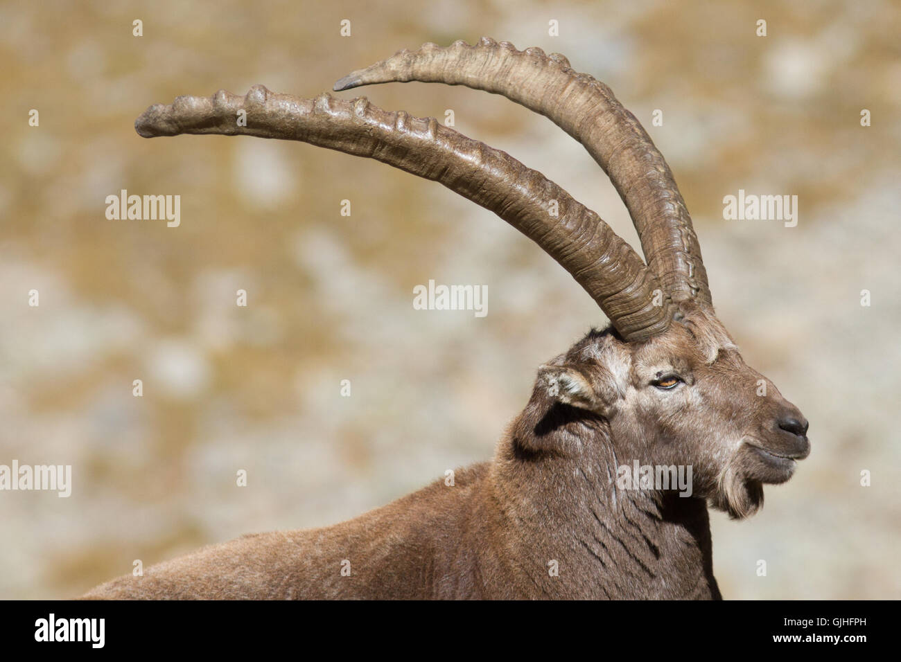 Alpine ibex ( Capra ibex ) old male portrait, from Italian Alps, Gran ...