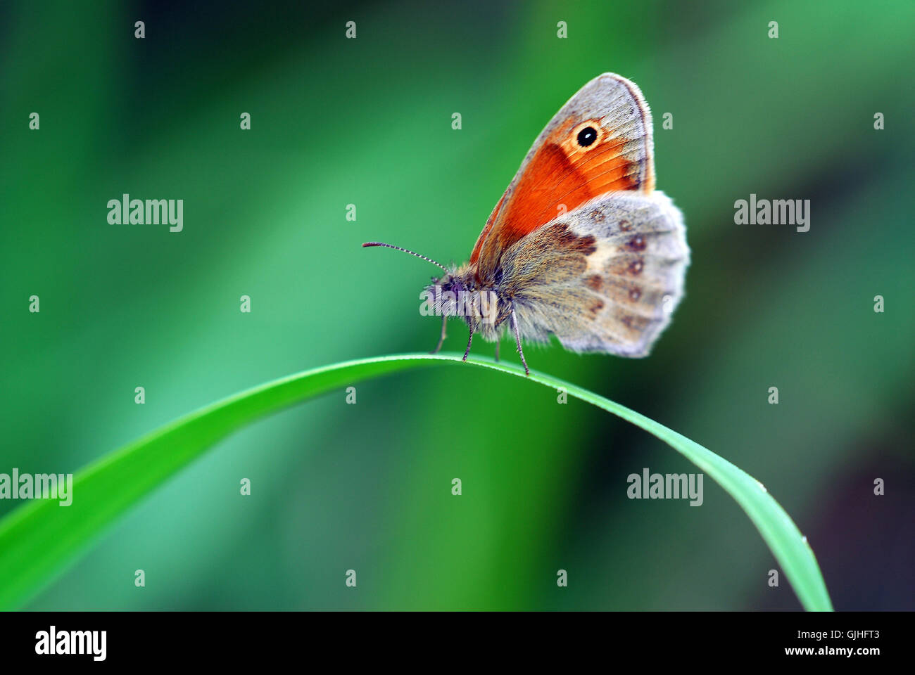 Fingerlandung hi-res stock photography and images - Alamy