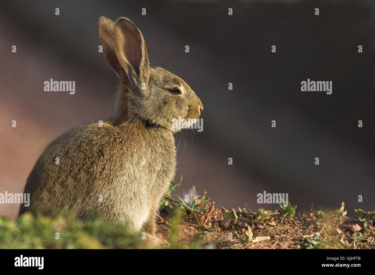 Spoon ears hi-res stock photography and images - Alamy