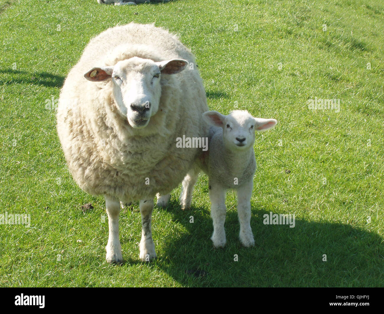 animal green portrait Stock Photo - Alamy