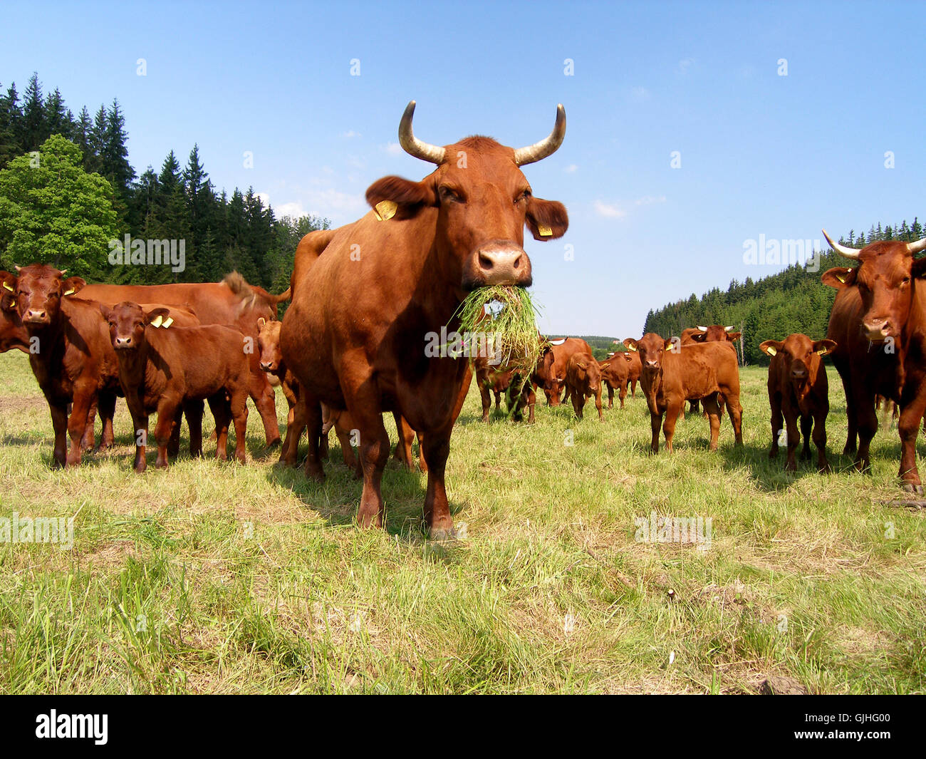 Curious gorge hi-res stock photography and images - Alamy