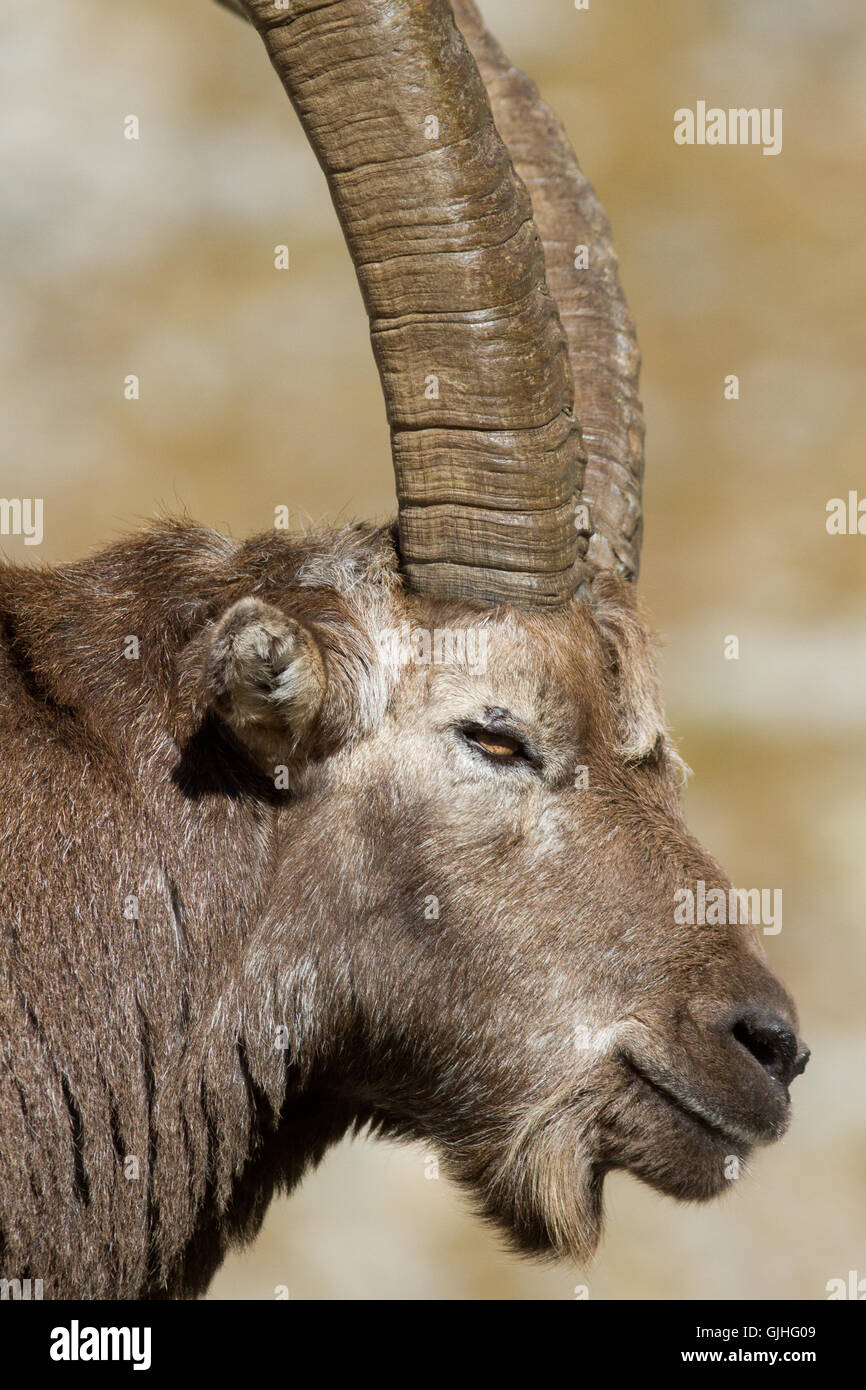 Alpine ibex ( Capra ibex ) old male angry glance portrait, from Italian ...