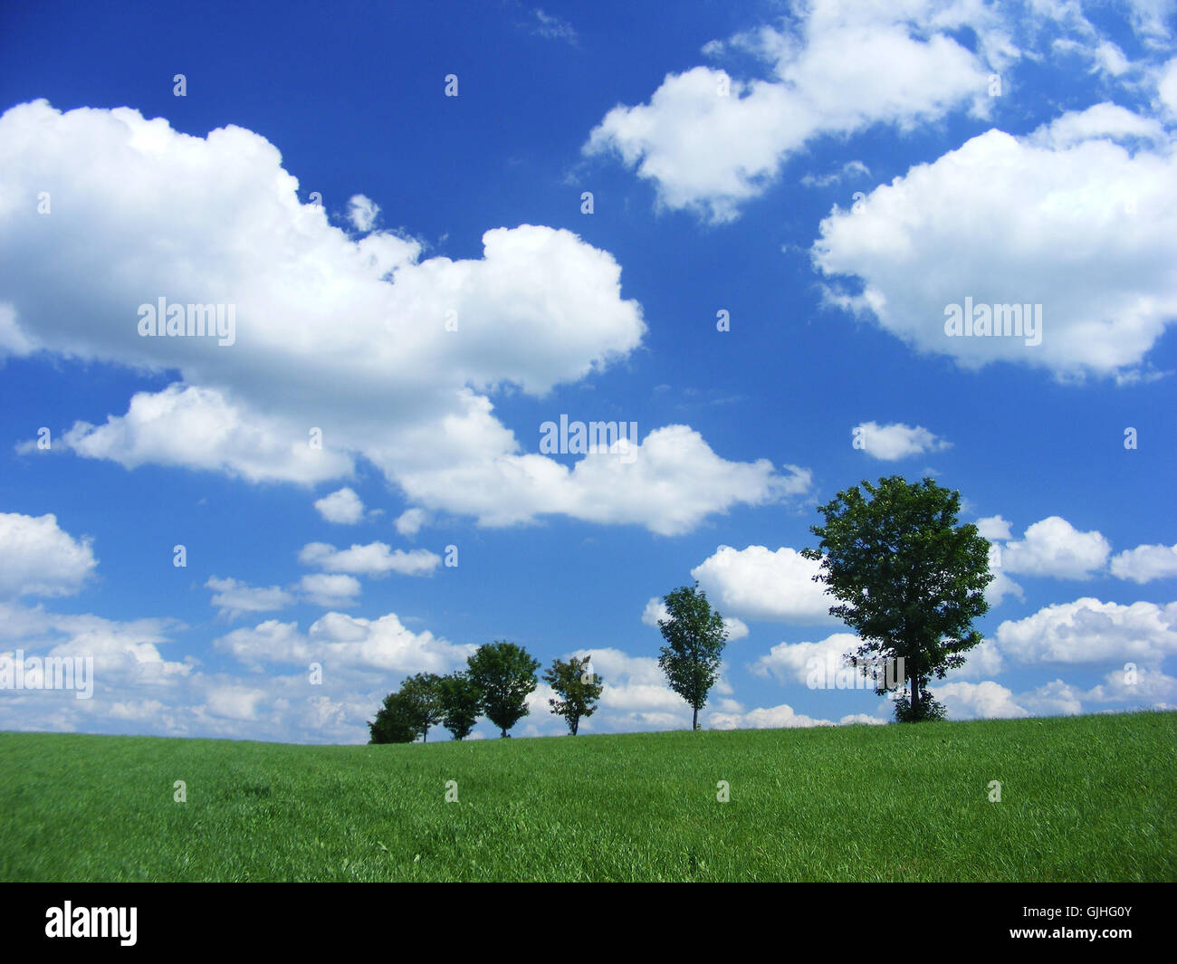 blue tree trees Stock Photo - Alamy