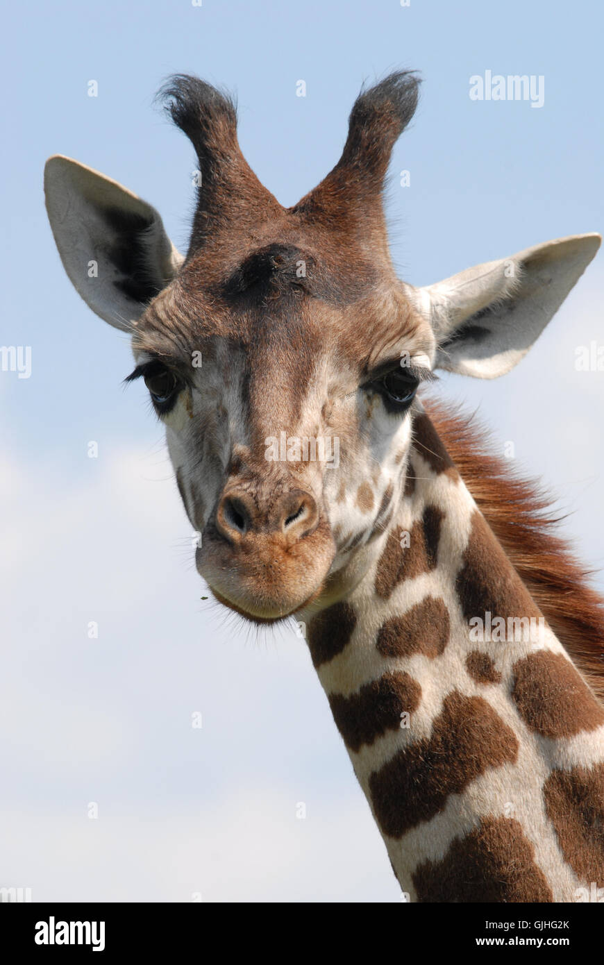 environment enviroment animal Stock Photo - Alamy