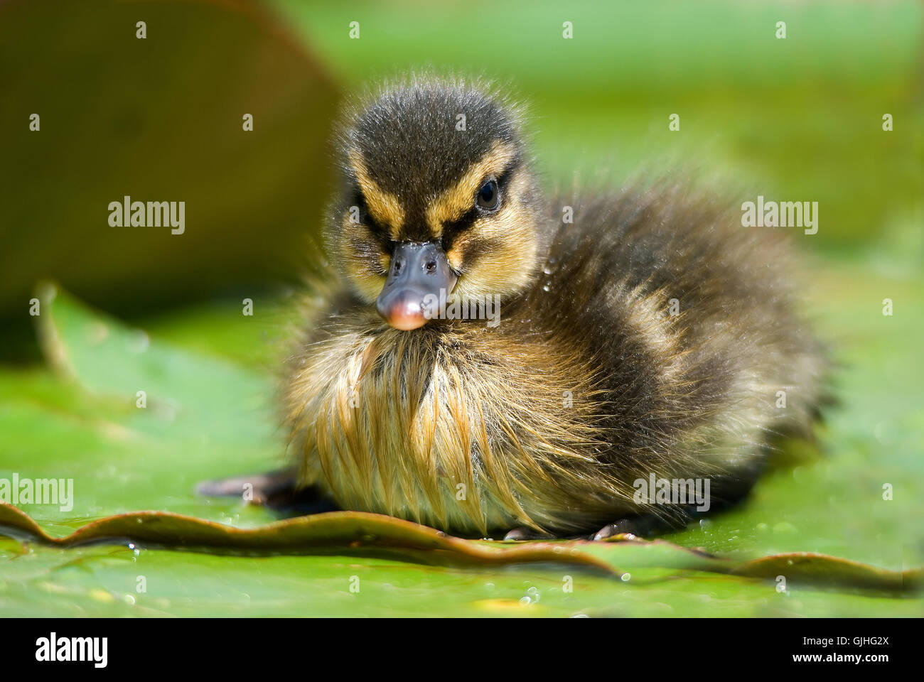 animal bird birds Stock Photo - Alamy