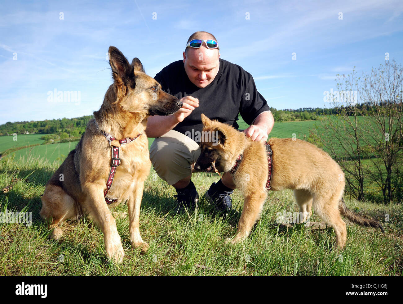 man with dogs Stock Photo - Alamy