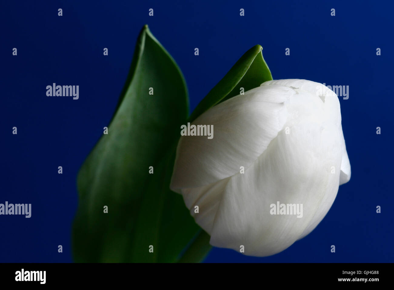 Tulips chalice hi-res stock photography and images - Alamy