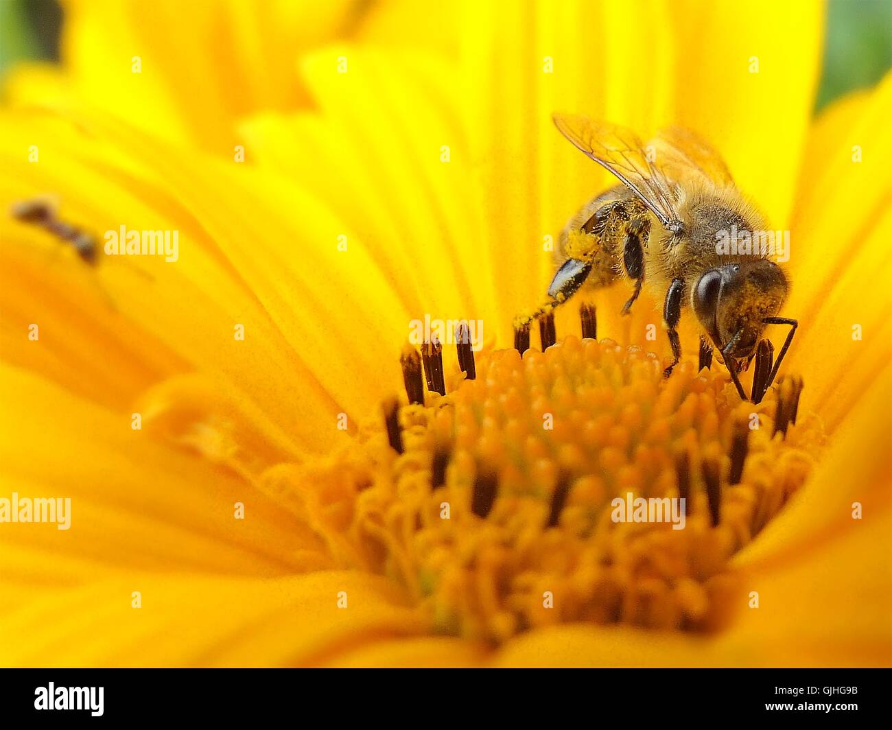 sun flower bee Stock Photo - Alamy