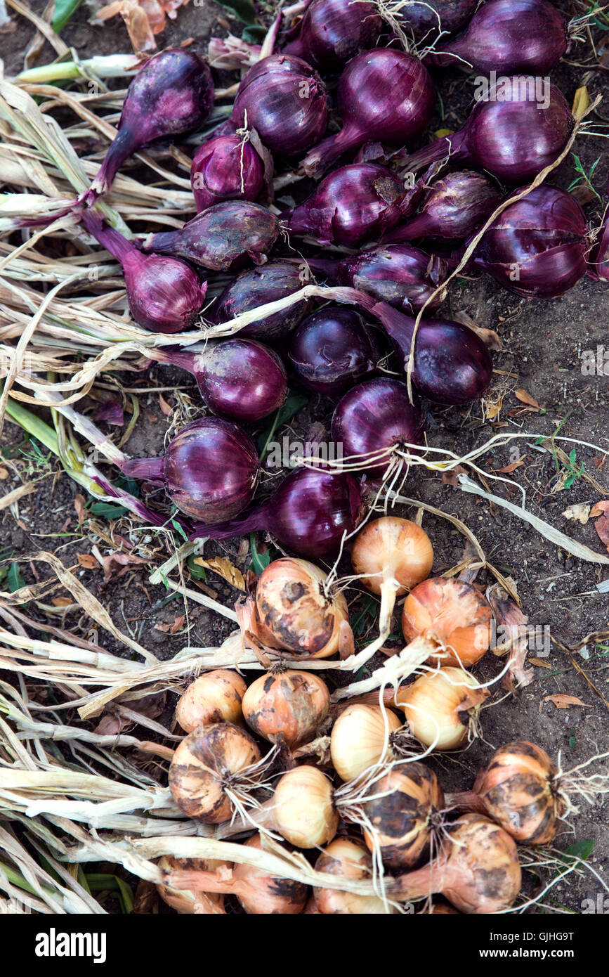Fresh red and white onions Stock Photo - Alamy