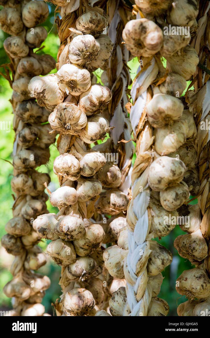 Hanging garlic hi-res stock photography and images - Alamy
