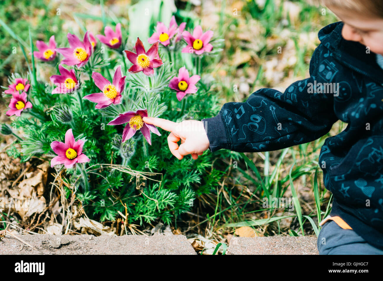 Toddler looking at flowers hi-res stock photography and images - Alamy