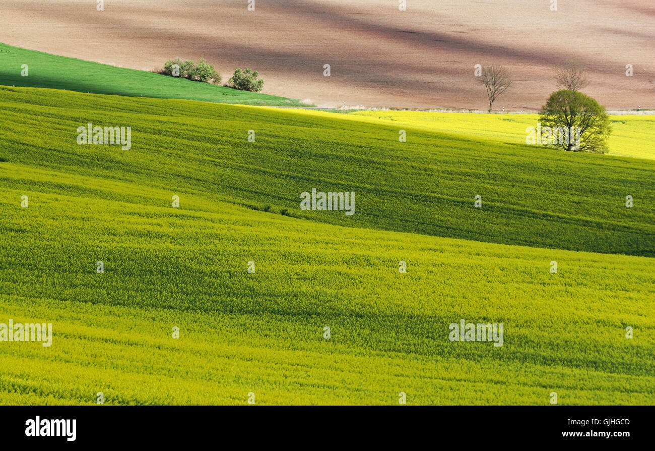 tree trees coloured Stock Photo - Alamy