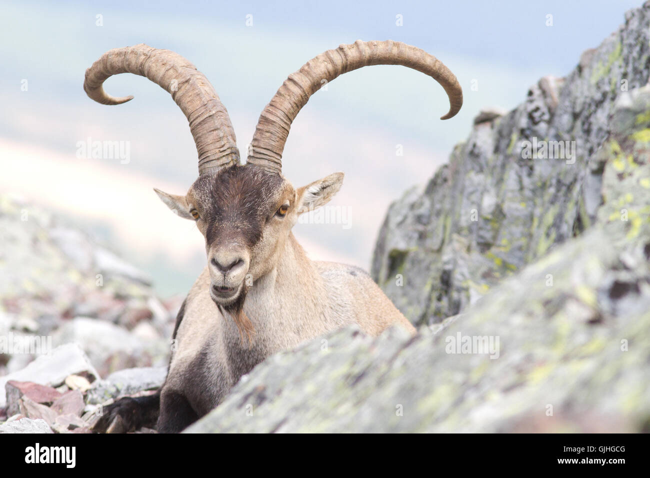 Spanish ibex ( Capra pyrenaica ), male, from Peña de Francia, Spain ...