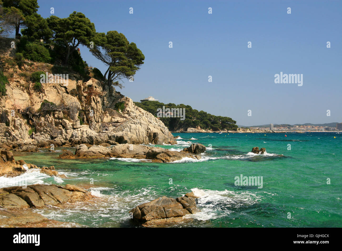 coast tree trees Stock Photo - Alamy