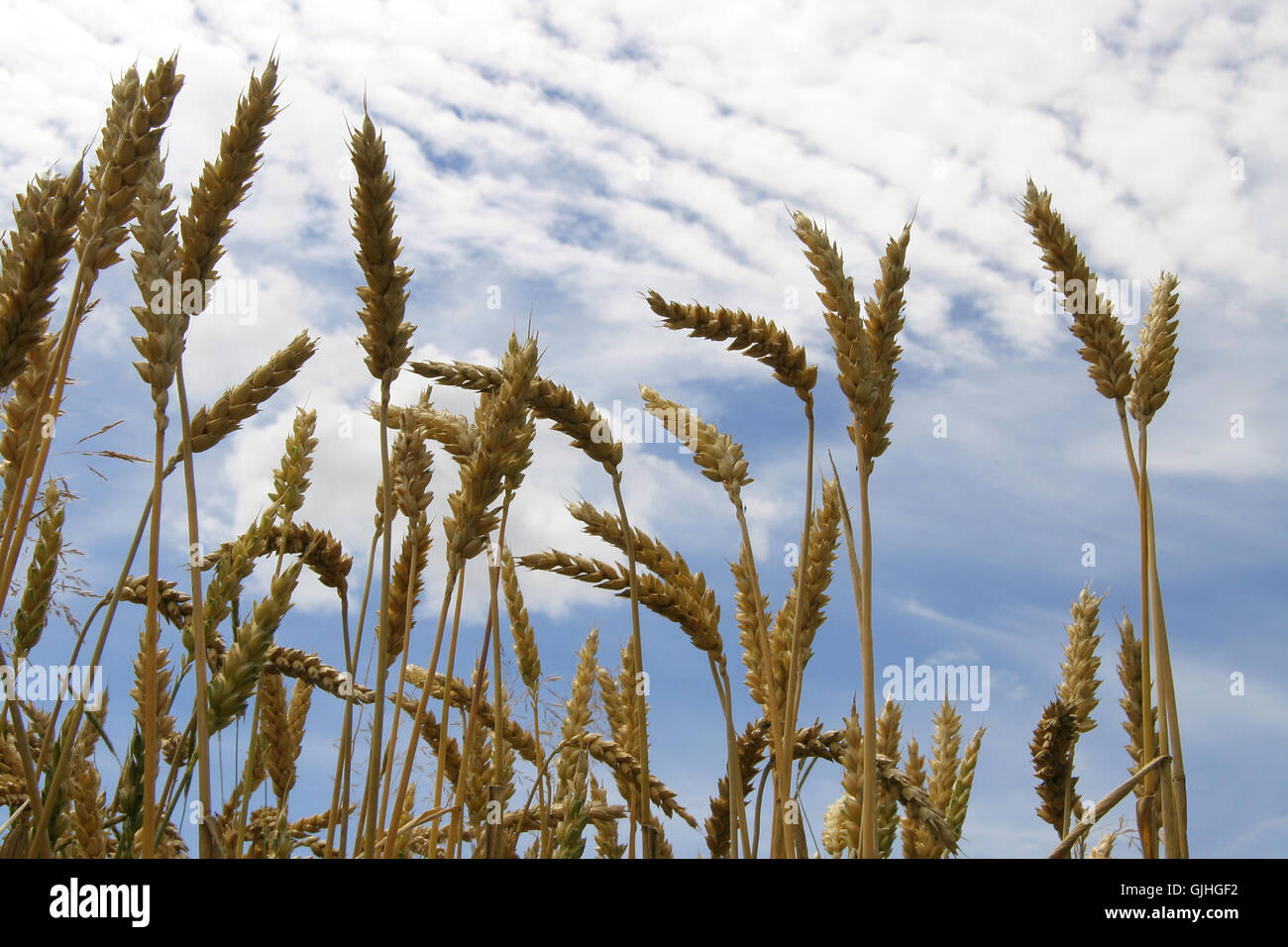 blue food aliment Stock Photo - Alamy